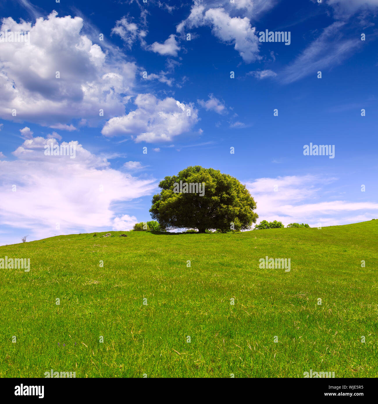 California meadow hills with oak tree in USA Stock Photo - Alamy