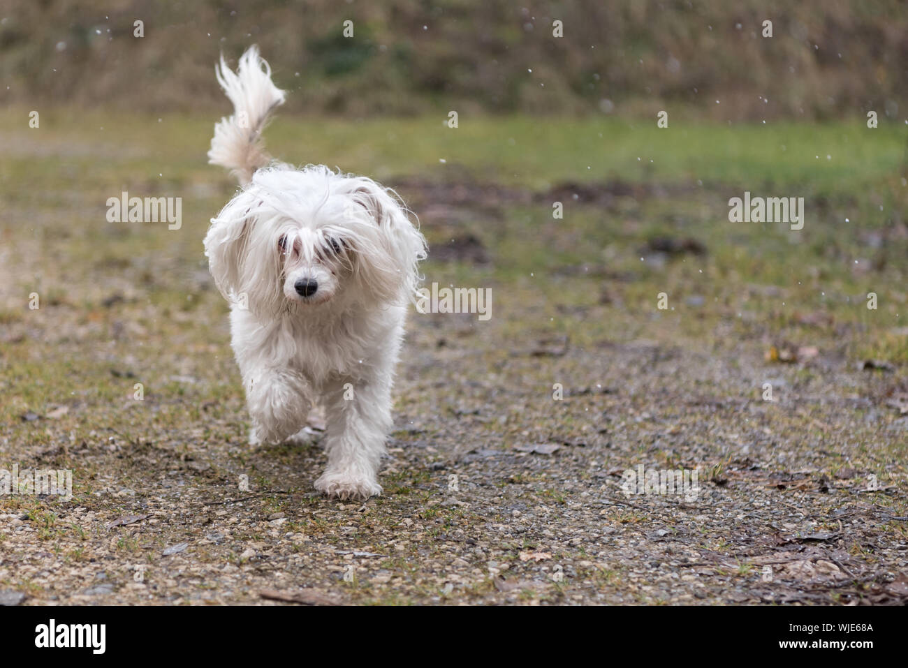 Chinese crested powder puff hi-res stock photography and images - Alamy