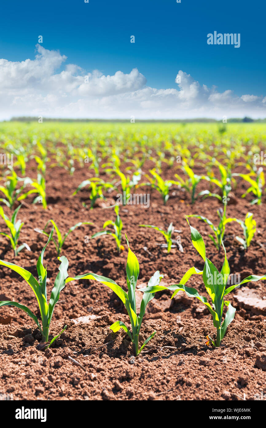 Corn fields sprouts in rows in California agriculture plantation USA ...
