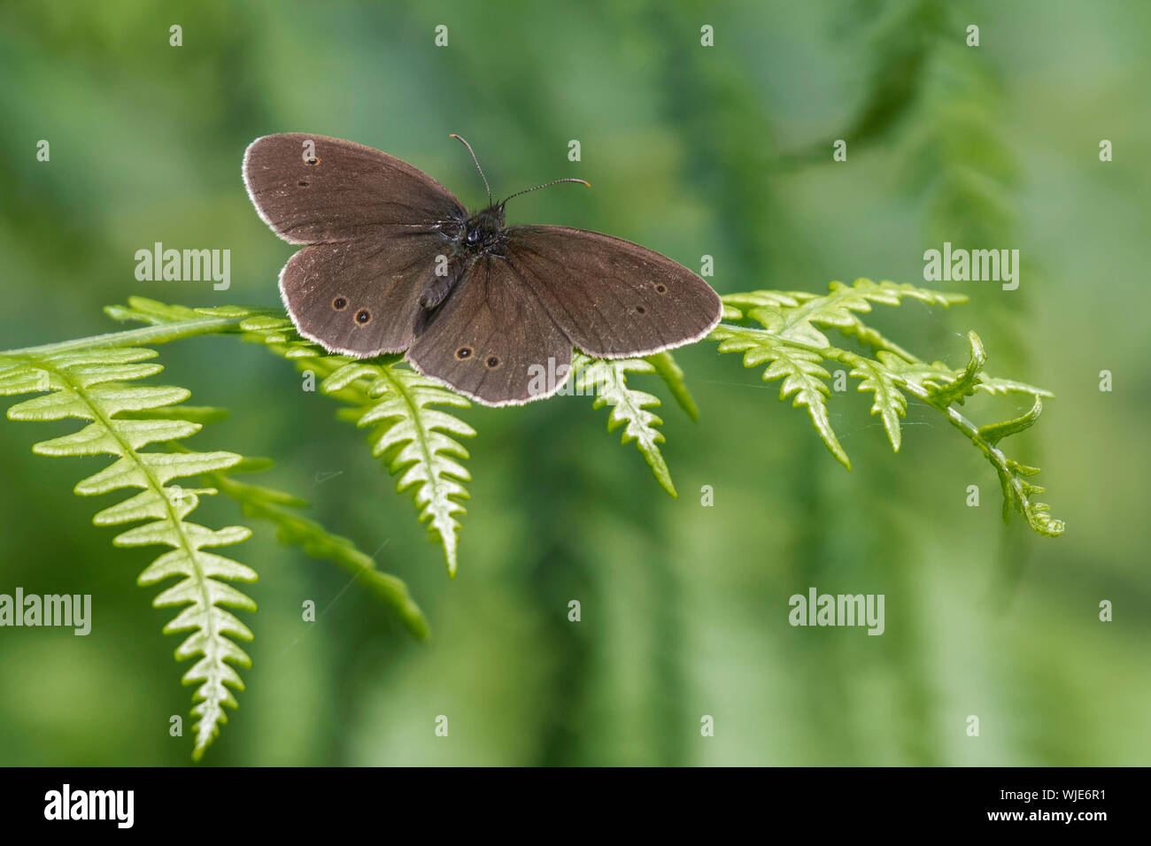 Upperwing butterfly hi-res stock photography and images - Alamy