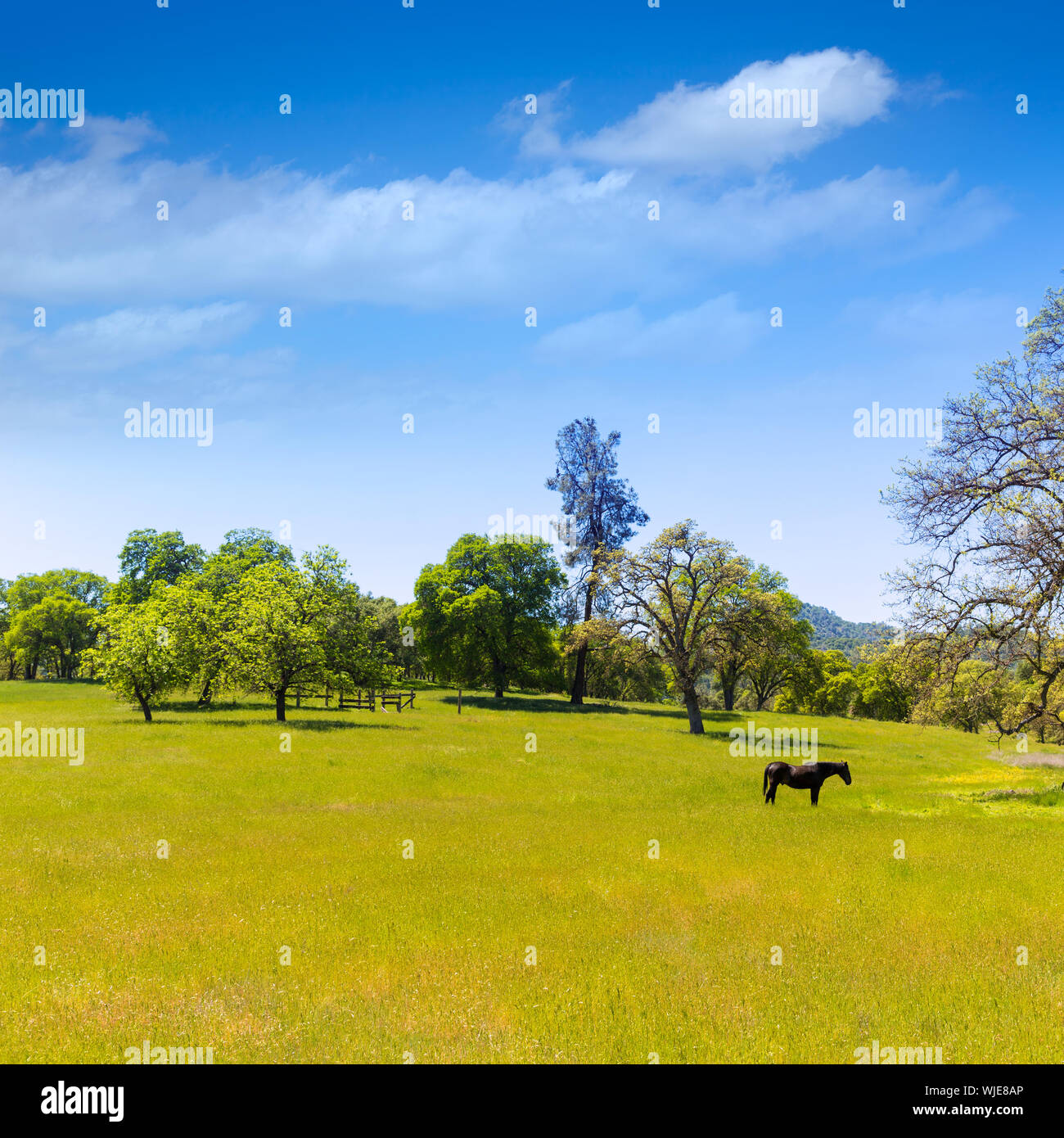 Dark horse in California meadows grasslands USA Stock Photo - Alamy