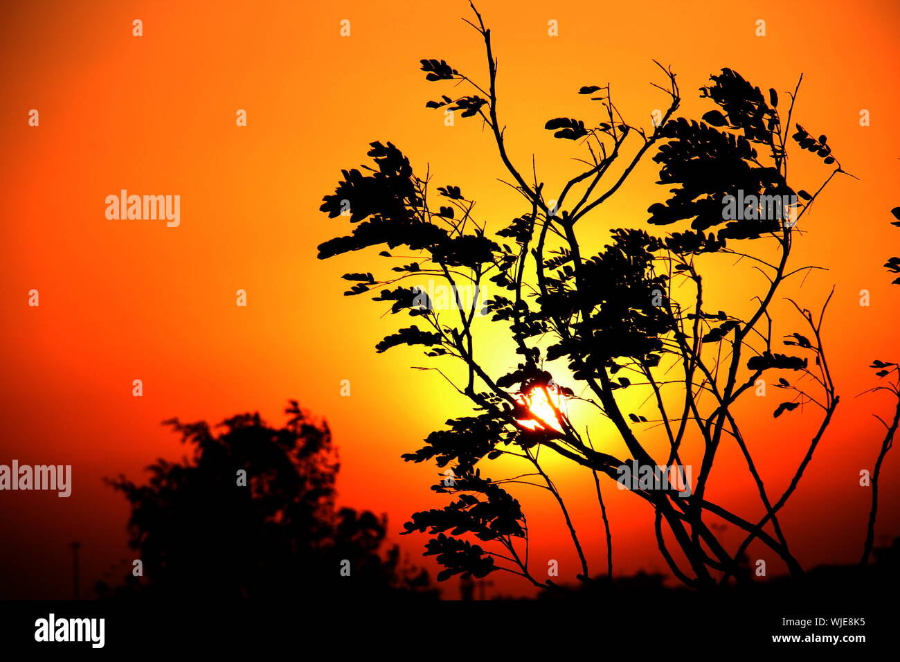 Tree branch sunset hi-res stock photography and images - Alamy