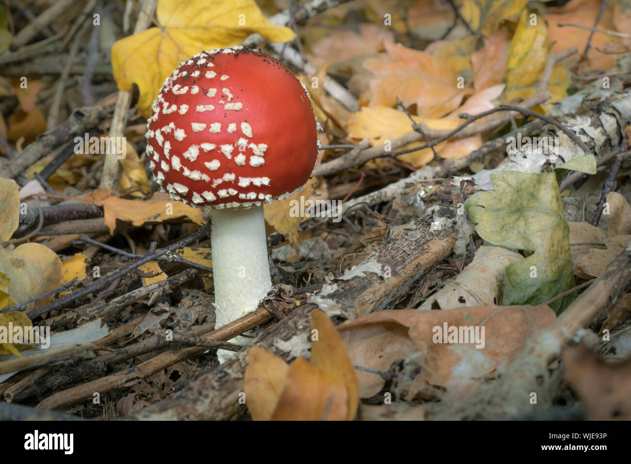 Red mushroom with white dots hi-res stock photography and images - Alamy