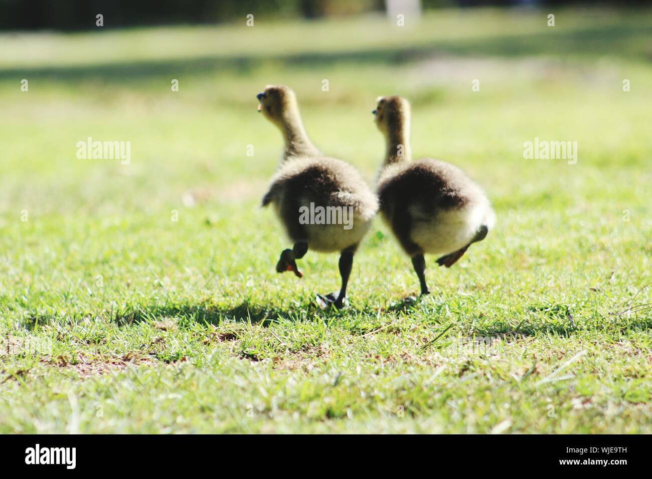 Duckling walking in grass hi-res stock photography and images - Alamy