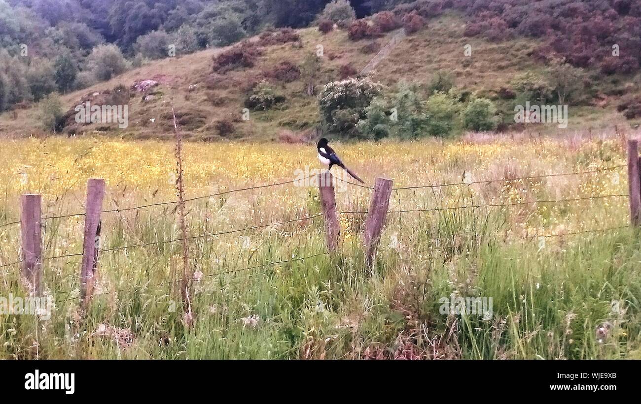 Magpie on fence post hi-res stock photography and images - Alamy