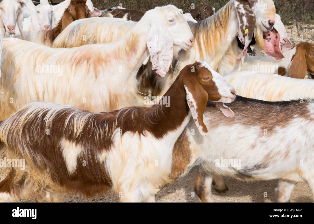Pakistani Goat Breeds