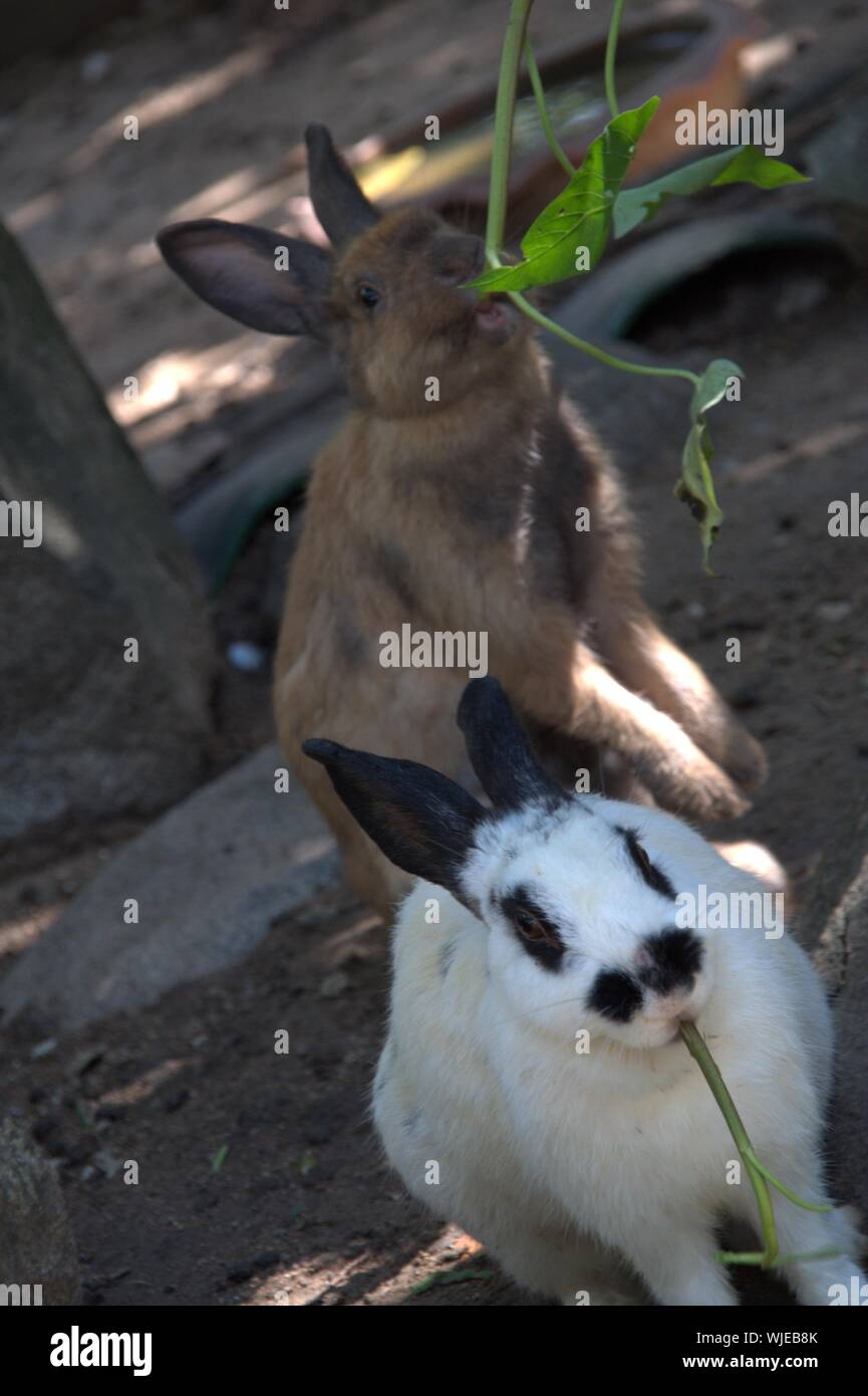 Field rabbits hi-res stock photography and images - Alamy