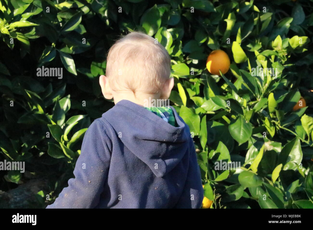 Baby orange tree hi-res stock photography and images - Alamy