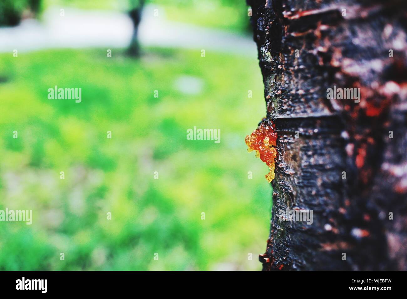 Raisin tree hi-res stock photography and images - Alamy