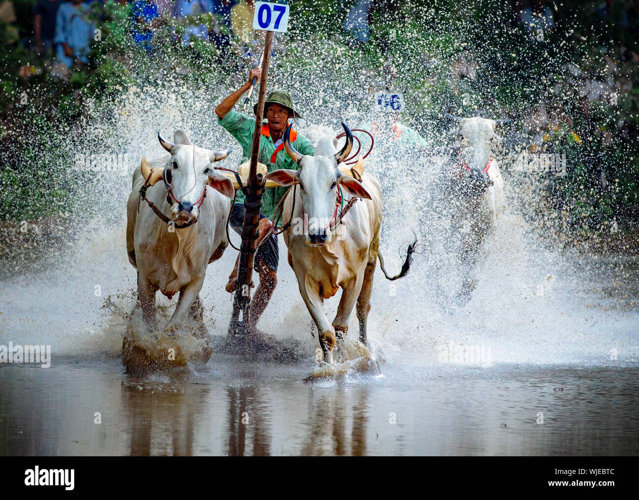 Bulls race hi-res stock photography and images - Alamy