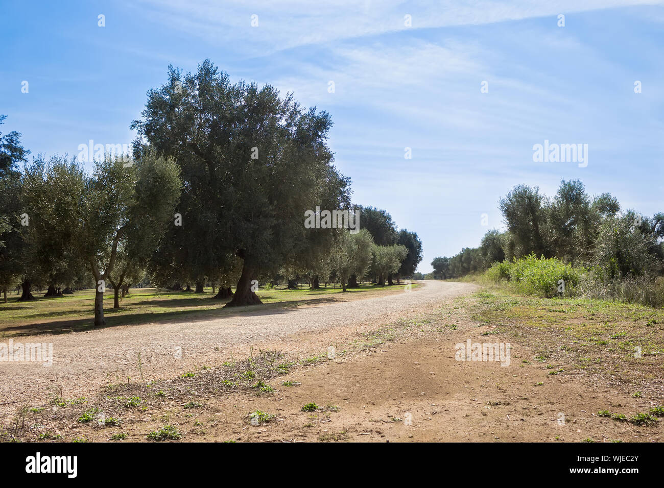 olive grove and country road on a bright sunny day, Apulia, Italy Stock ...
