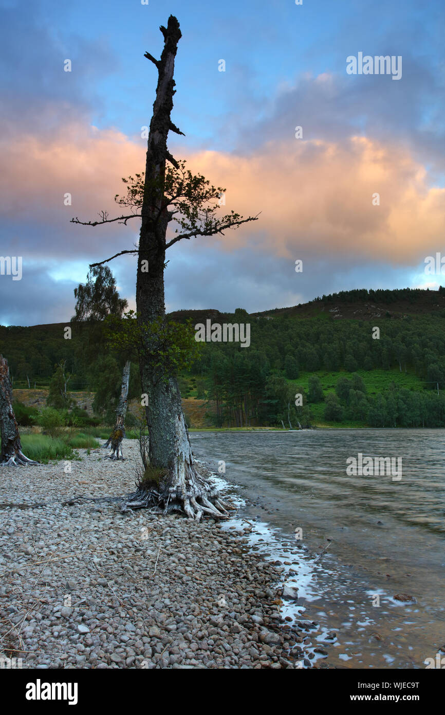 Dead tree stump on a hill hi-res stock photography and images - Alamy