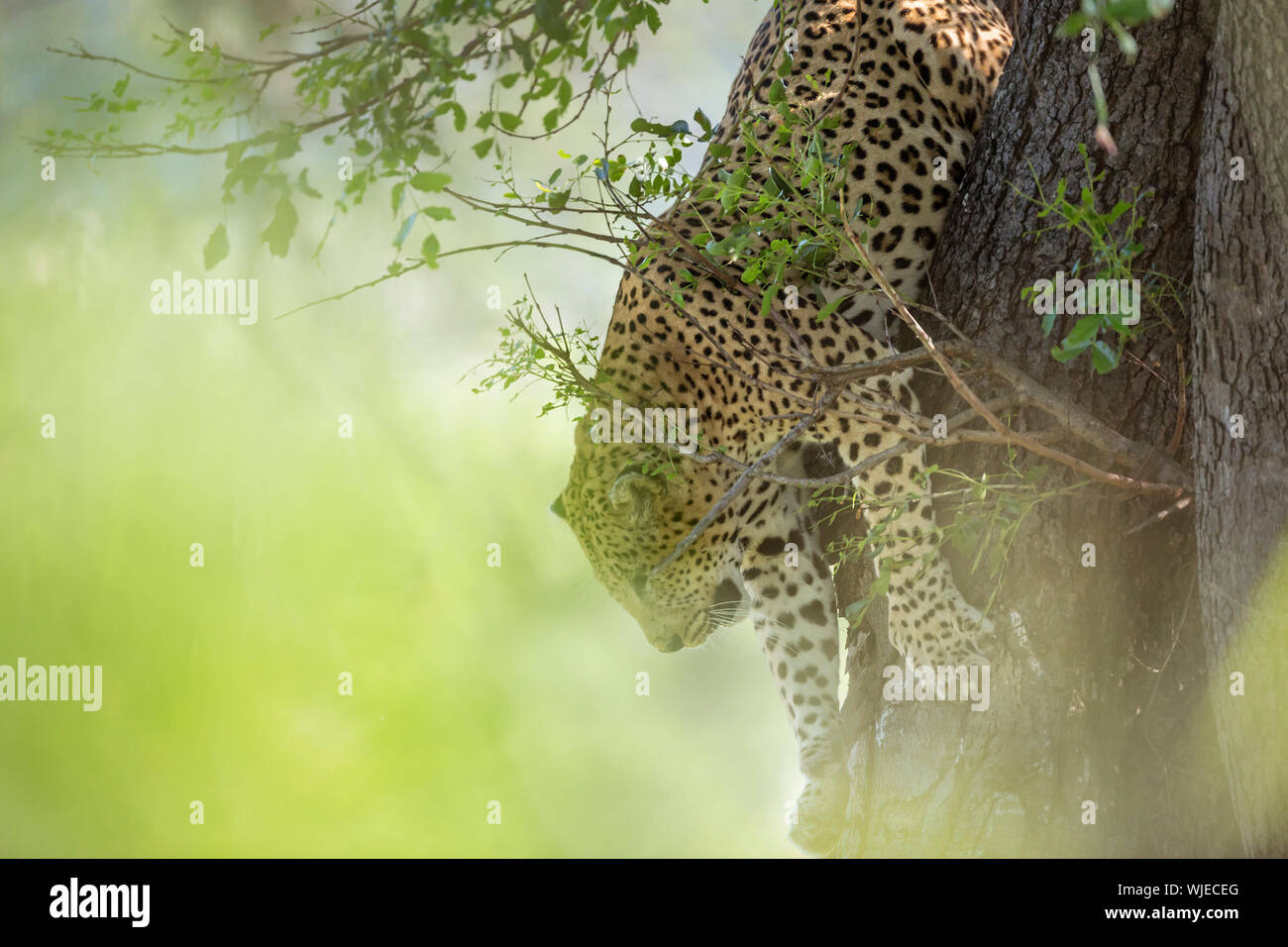 Leopard jumping down a tree in Kruger National park, South Africa ...