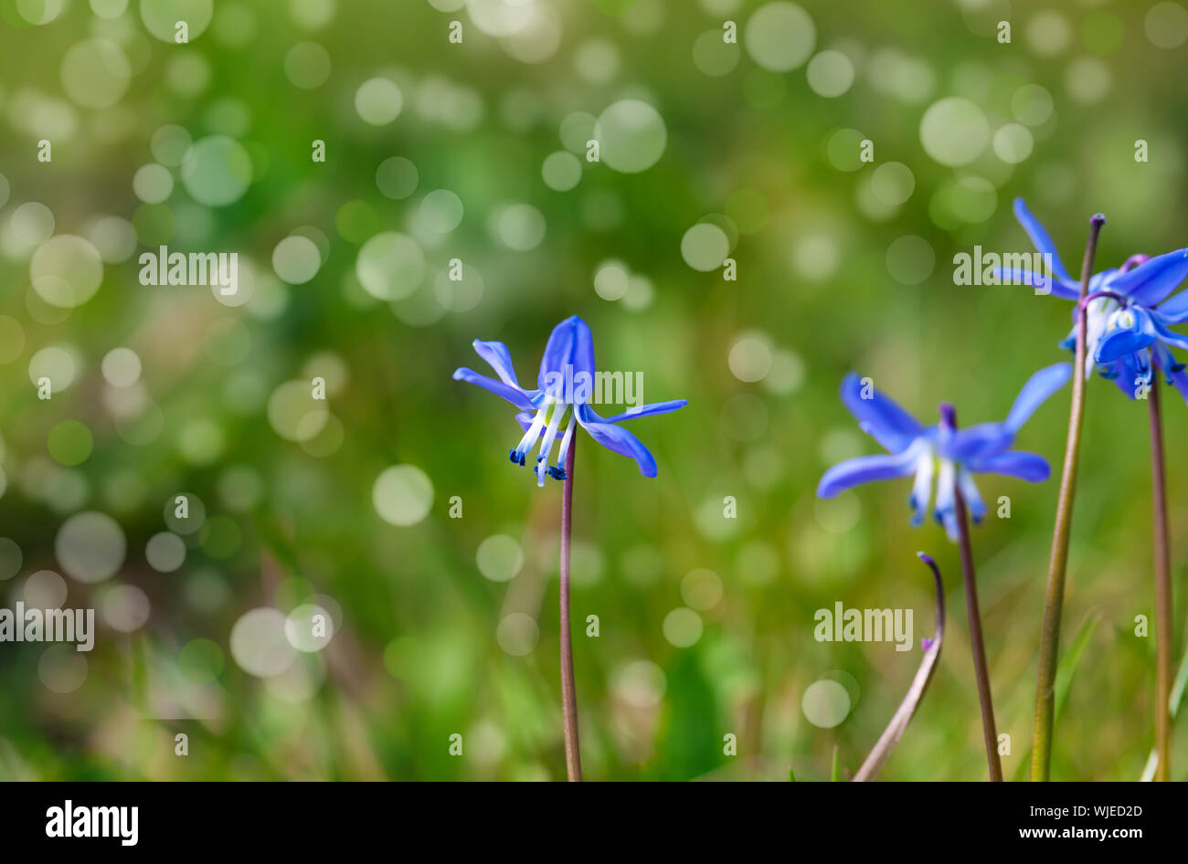 Siberian squill blue flower Stock Photo - Alamy