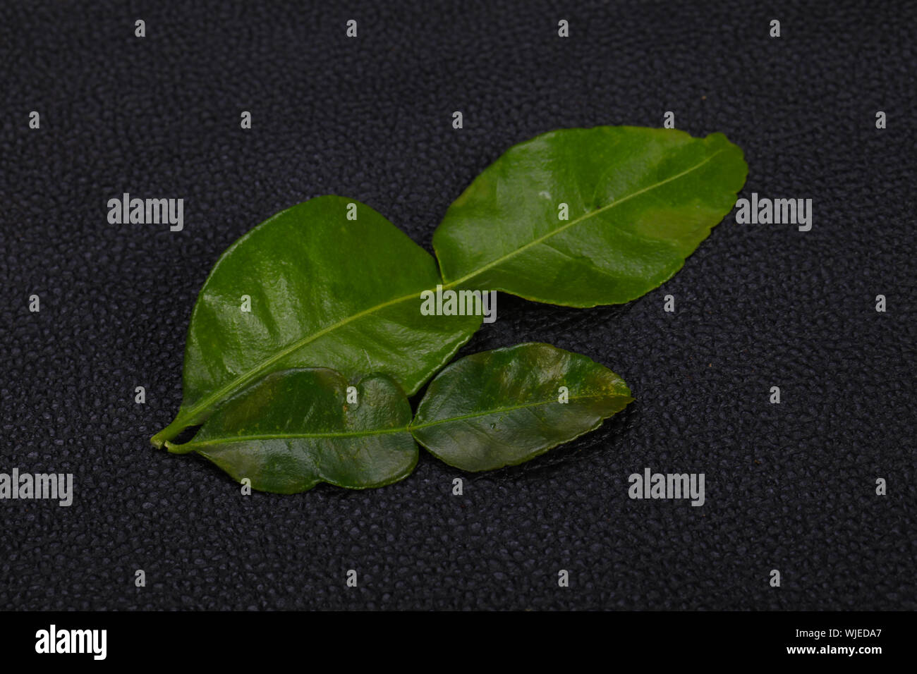 Kafir lime leaves - addition for Asian cuisine soup Stock Photo - Alamy