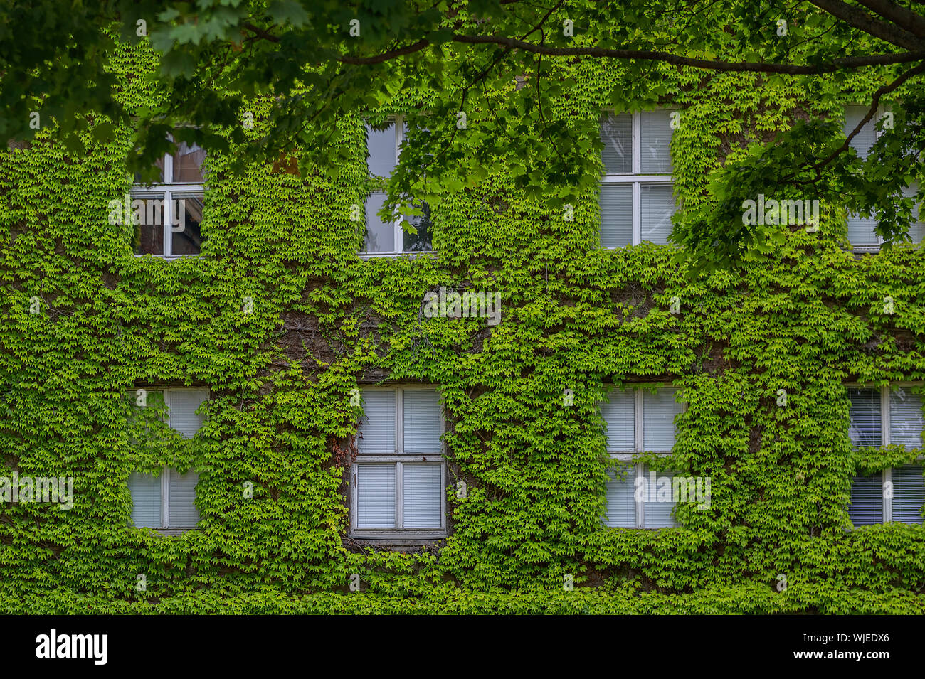 the wall of the house is overgrown with greenery Stock Photo - Alamy