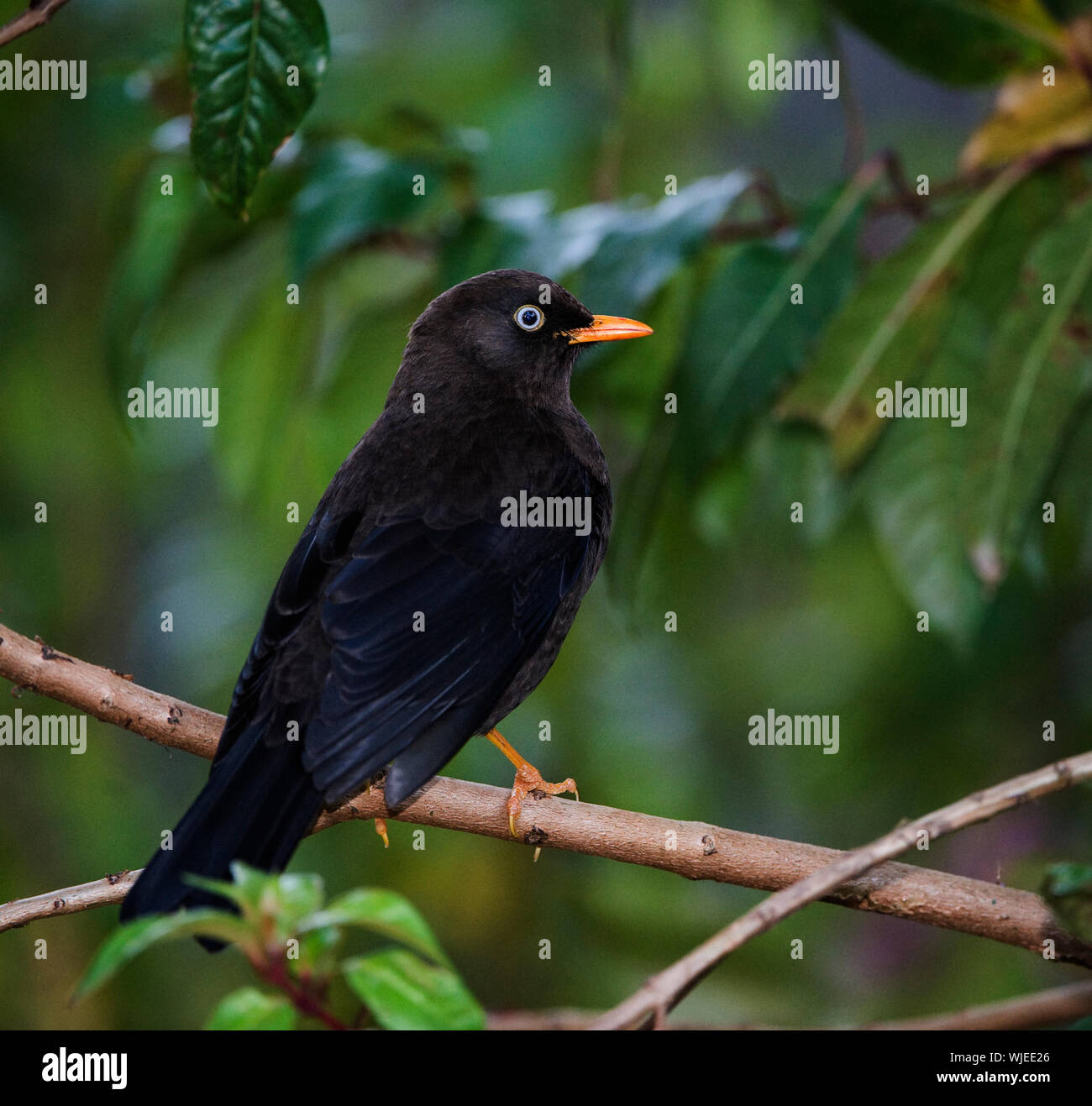 The Sooty Thrush. (Turdus nigrescens) is a large thrush endemic to the ...