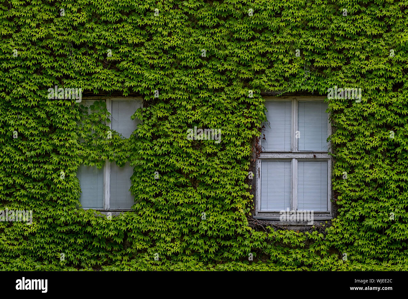 the wall of the house is overgrown with greenery Stock Photo - Alamy