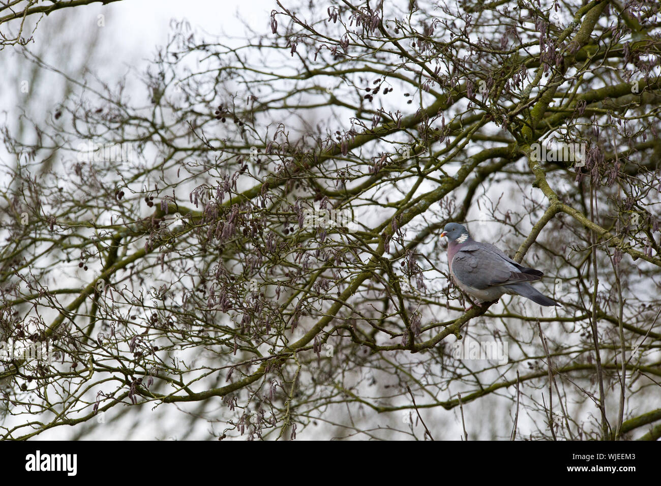 Common Wood Pigeon in the forest in winter in alder tree Stock Photo ...