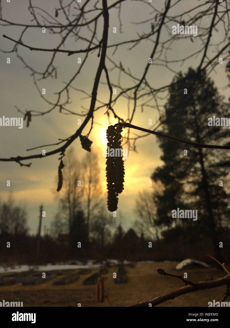 Tree branch sunset hi-res stock photography and images - Alamy