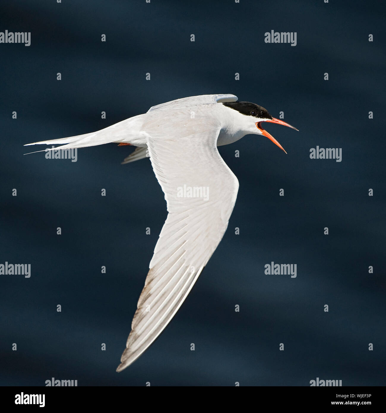 The Common Tern is a seabird of the tern family Sternidae. This bird ...