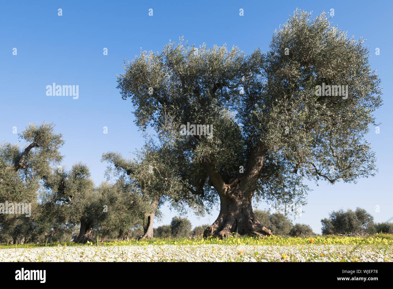 Olive trees in Salento, Puglia Region, South Italy. Traditional ...