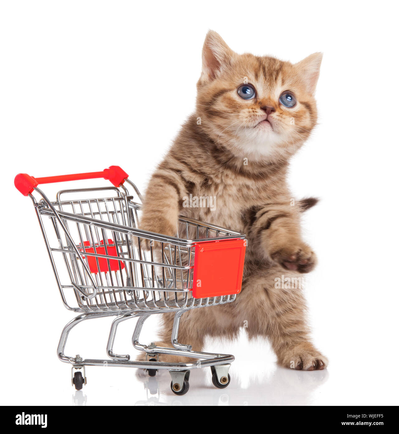 Cat shopping cart hi-res stock photography and images - Alamy