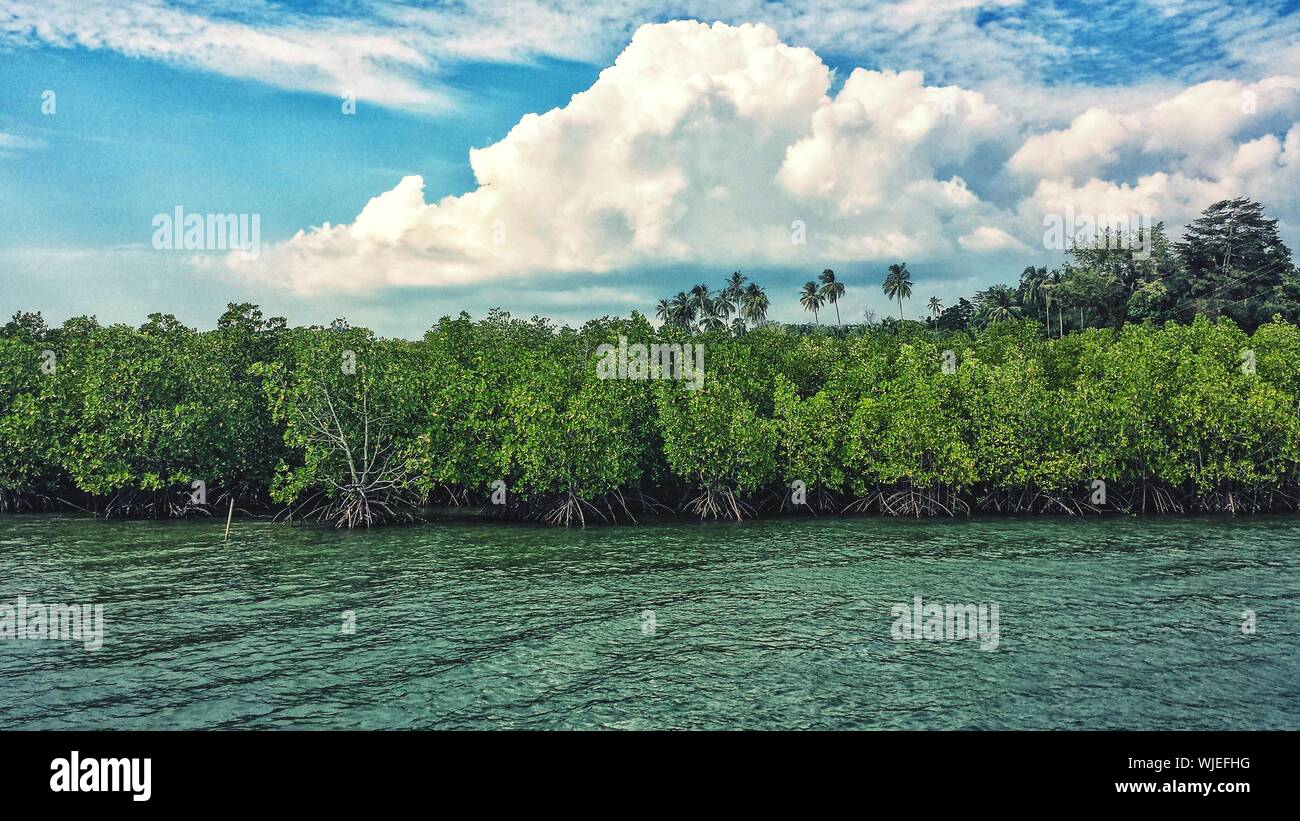Mangrove waterfront hi-res stock photography and images - Alamy