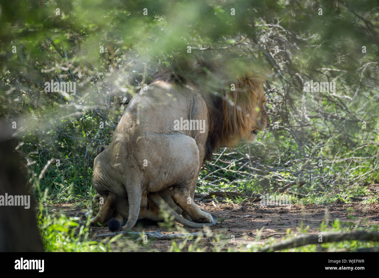 African lion mating in Kruger National park, South Africa ; Specie ...