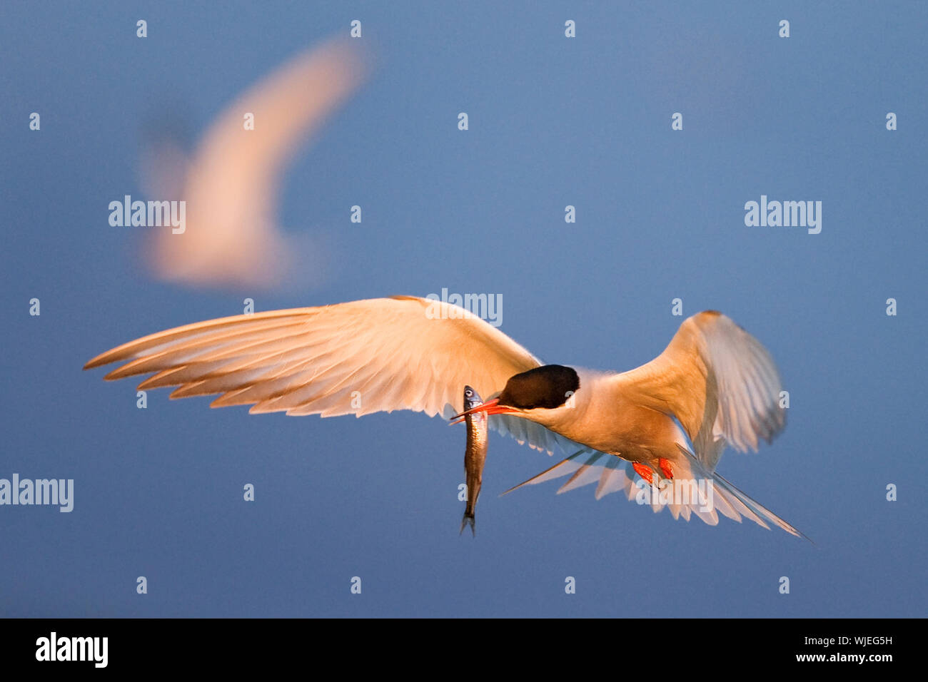 Tern with a small fish in flight.The Common Tern (Sterna hirundo) is a ...