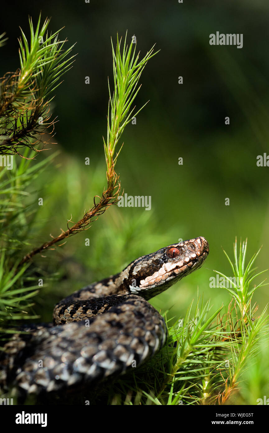 Viper prepare for attack./ Vipera berus, the common European adder or ...