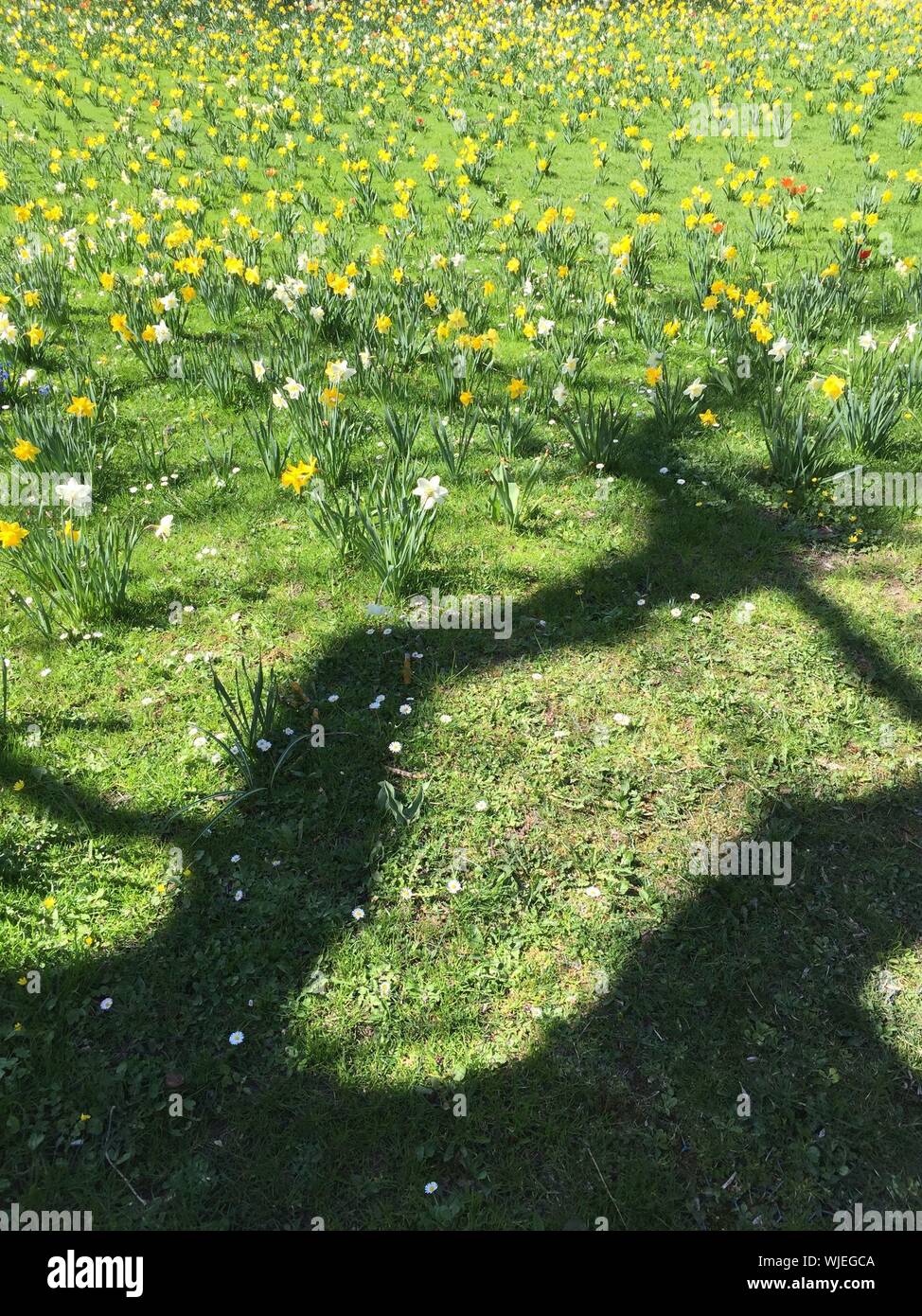 Bloom field hi-res stock photography and images - Alamy