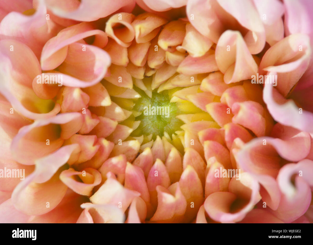 Internal part (core) of the big beautiful flower Stock Photo - Alamy