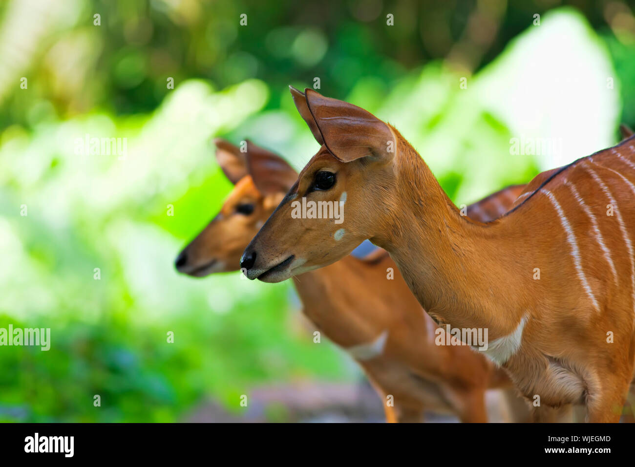 African Antelopes in the South African wilderness Stock Photo - Alamy