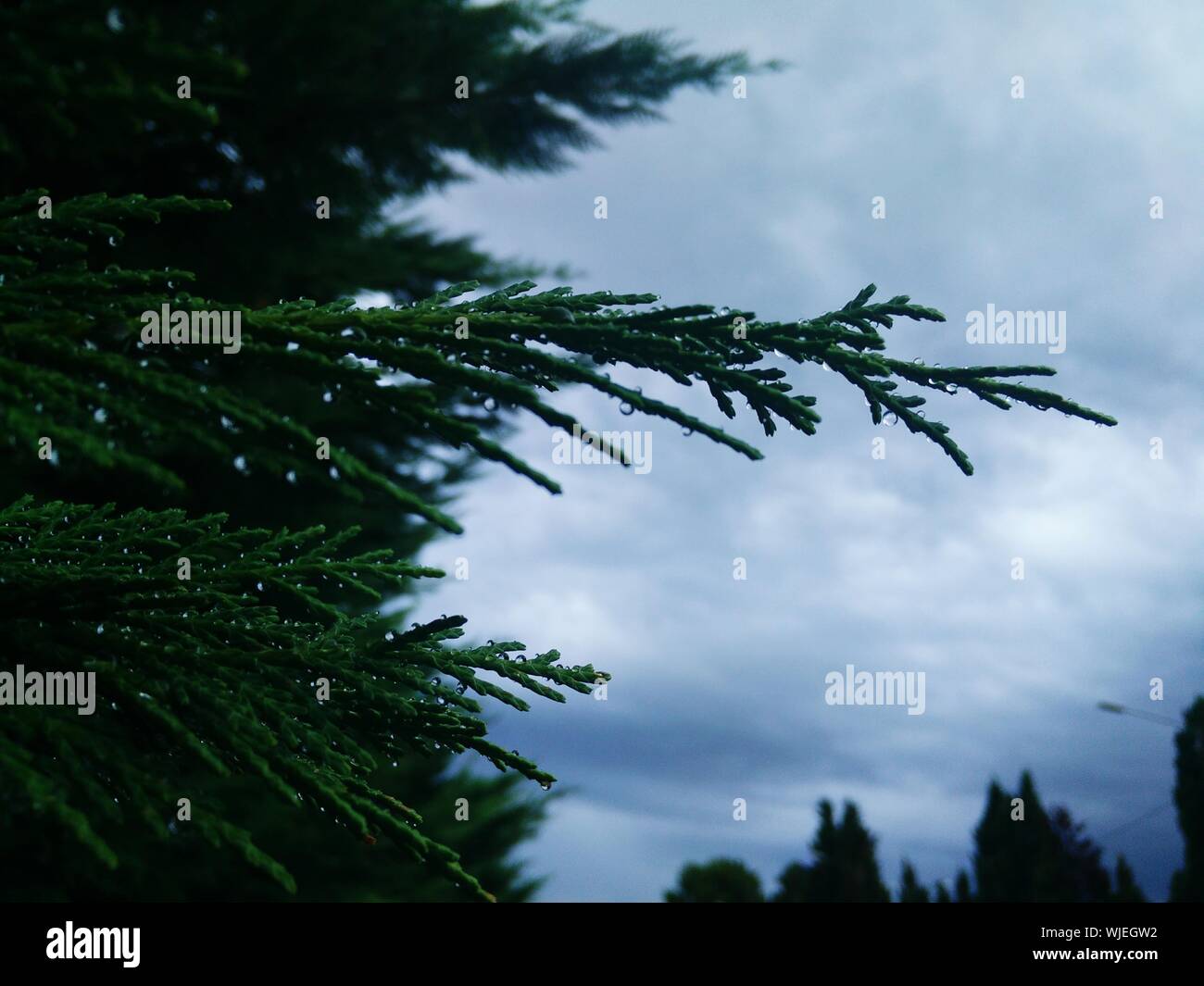 Rainy tree branches hi-res stock photography and images - Alamy