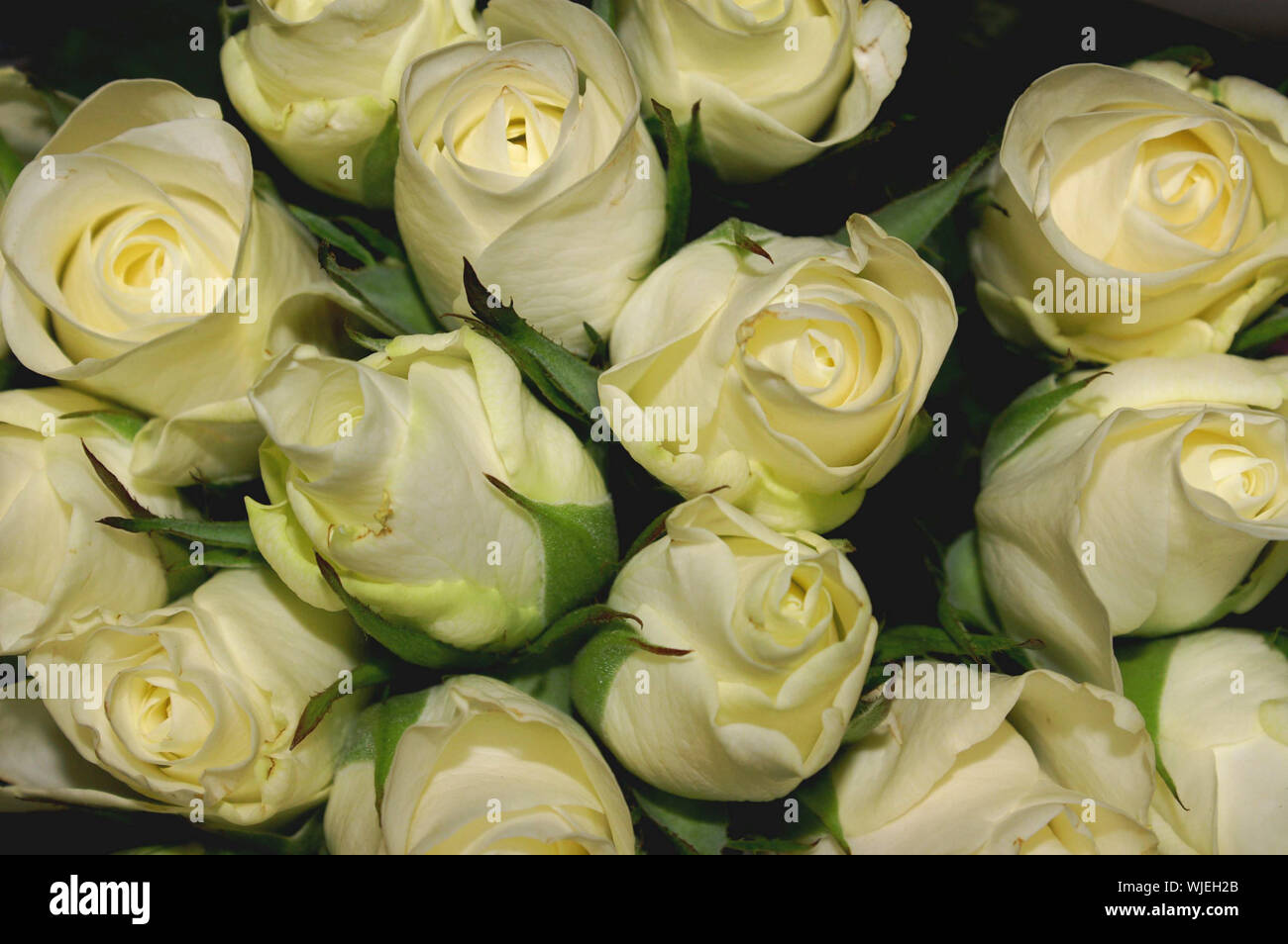 bouquet of creamy white roses Stock Photo - Alamy