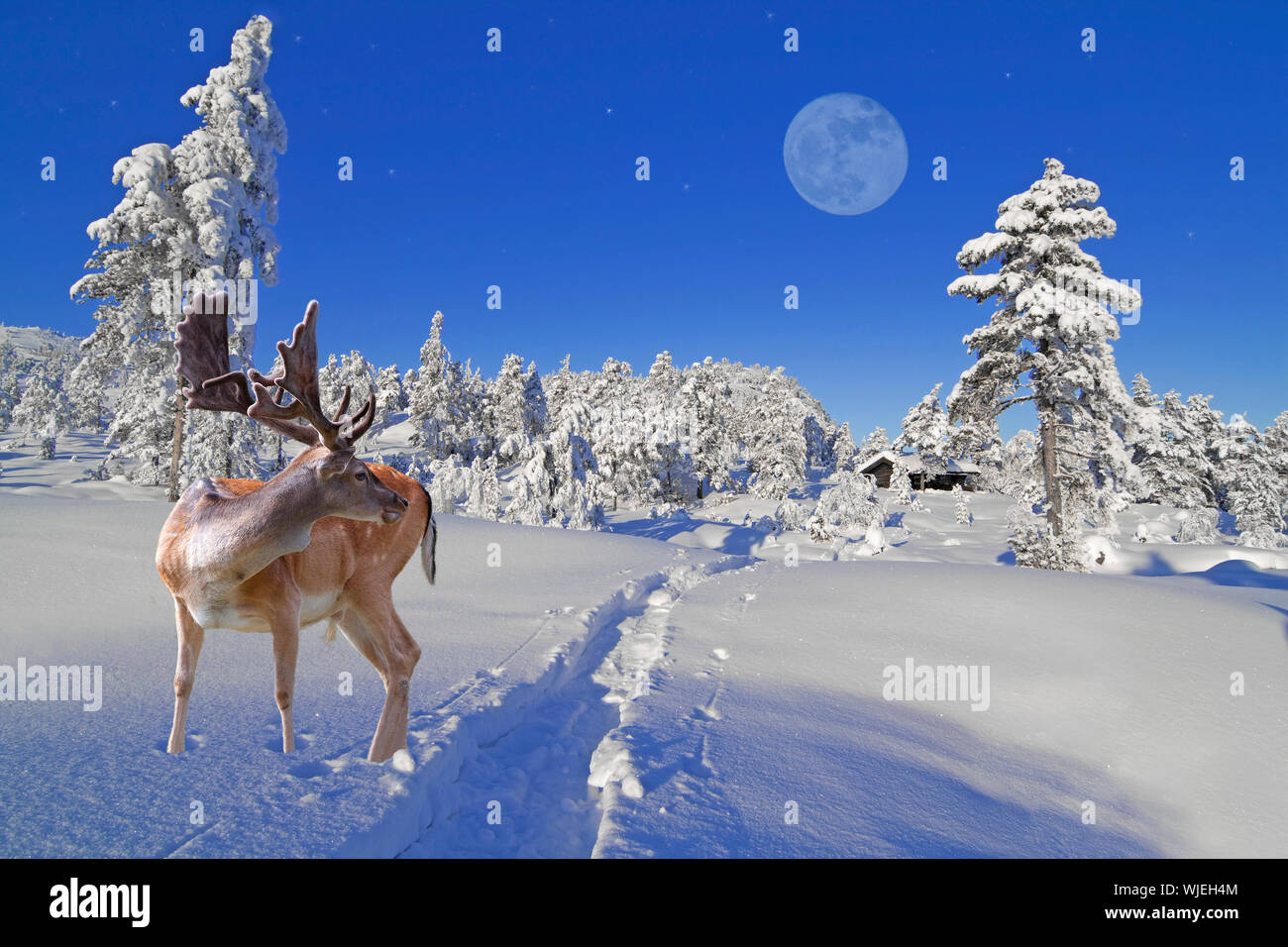 A reindeer is waiting for Santa at the North Pole Stock Photo - Alamy