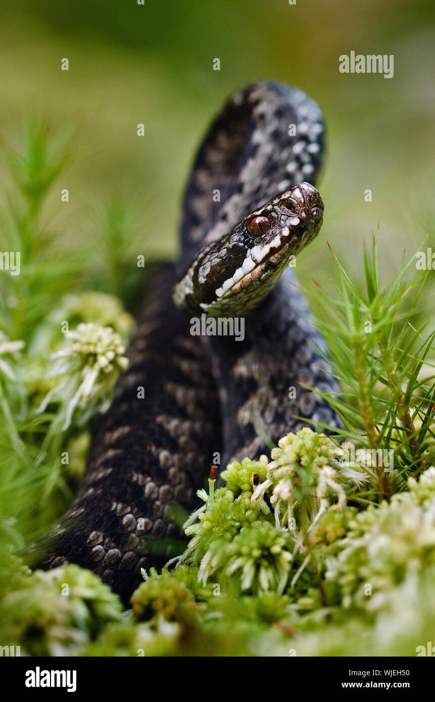 The snake has accepted a menacing pose and is ready to a throw Stock ...