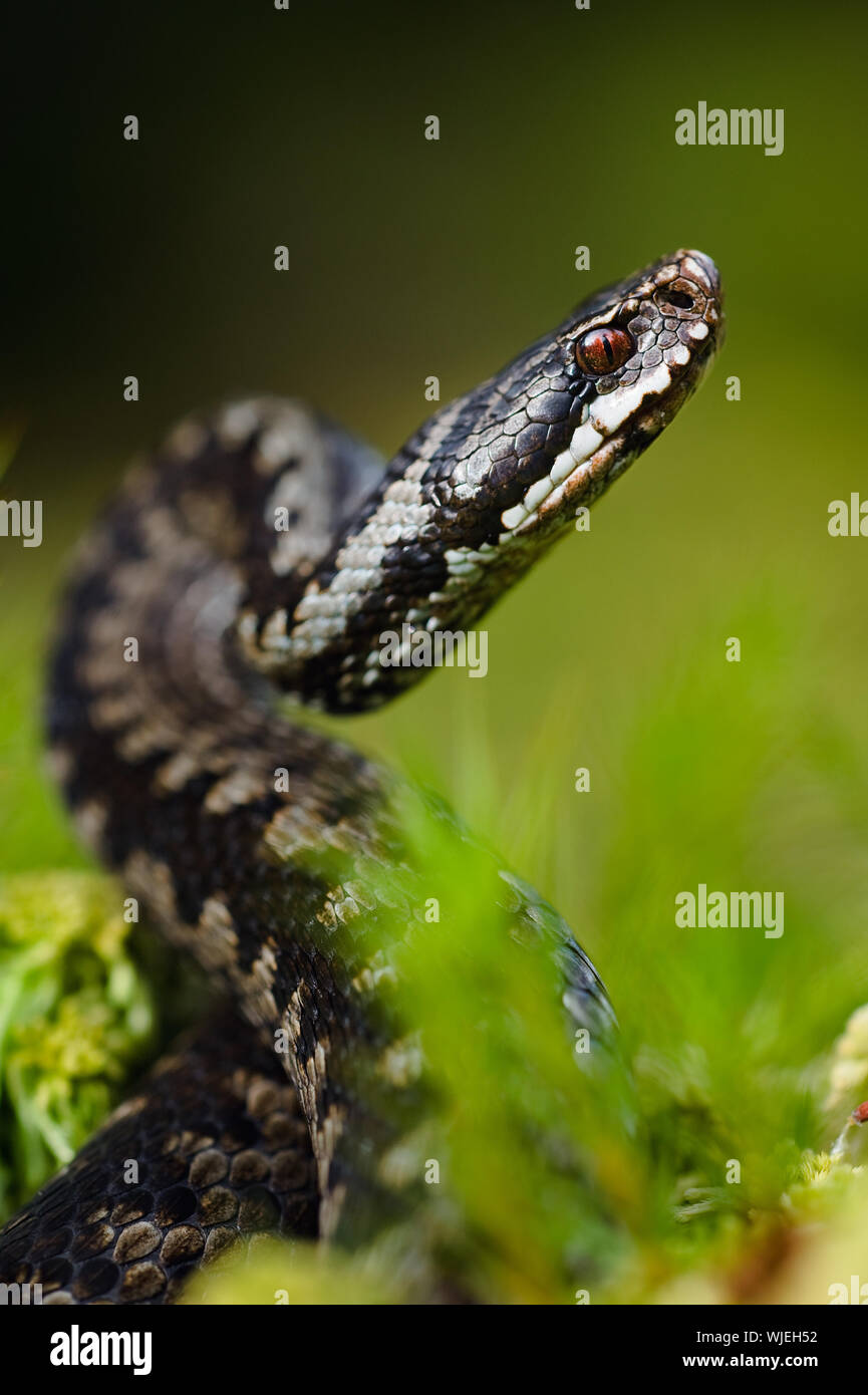 Common Viper prepares for a throw.Vipera berus, the common European ...