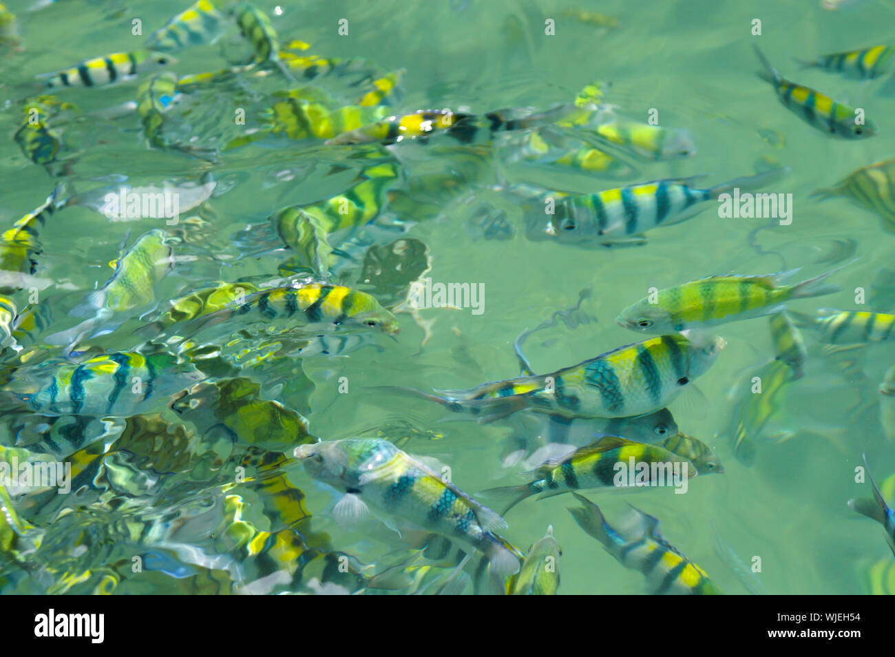 Swimmingbeach hi-res stock photography and images - Alamy