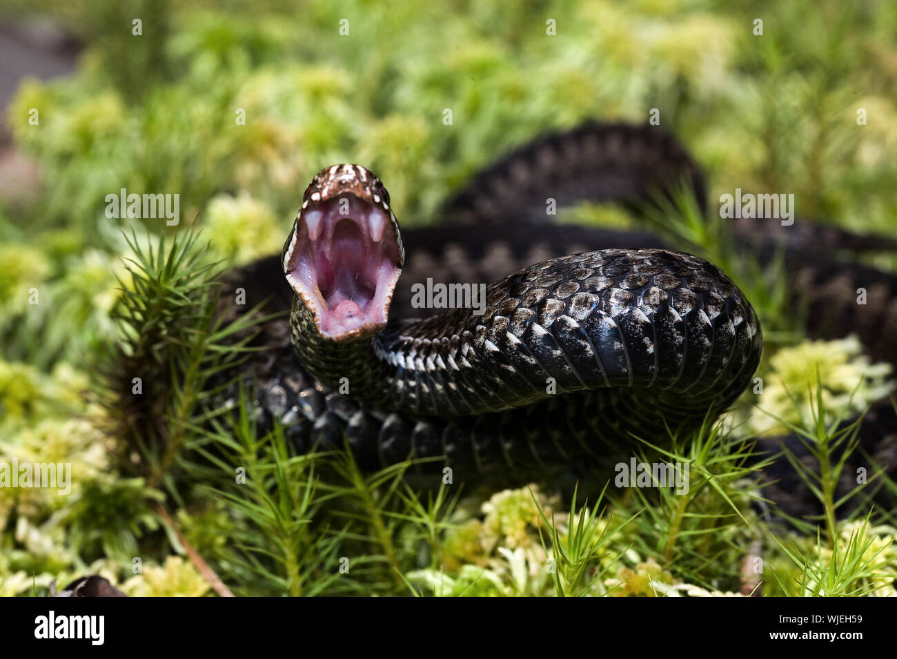 Vipera berus, the common European adder or common European viper, is a ...