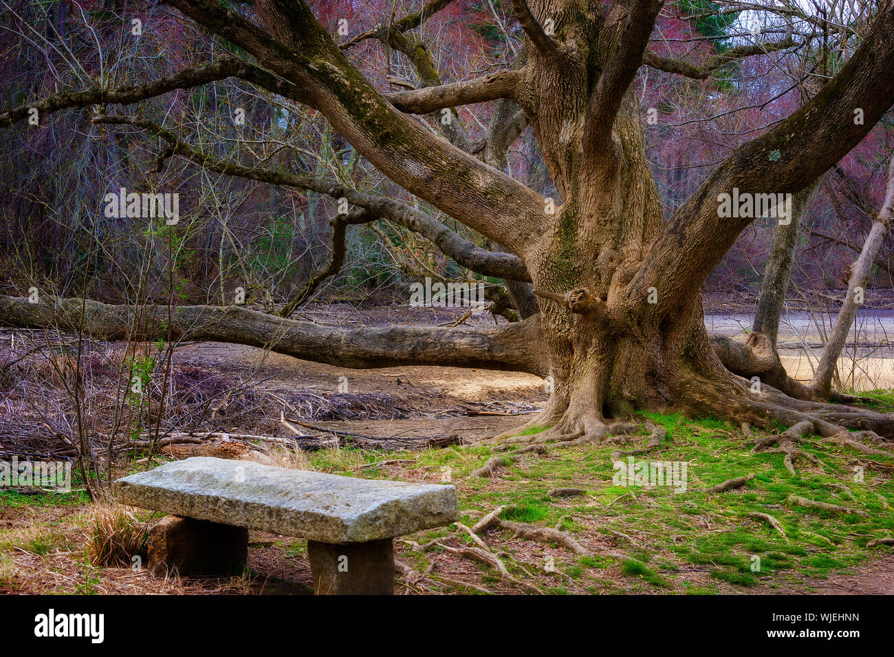 An old oak tree and concrete bench sit besides a nearly dried up creek ...