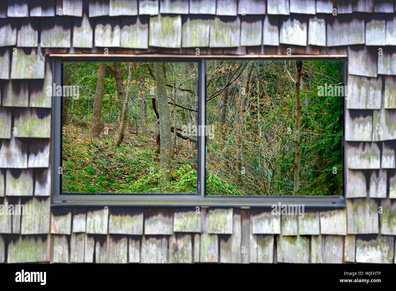 Spring forest setting reflect in a buildings windows Stock Photo - Alamy