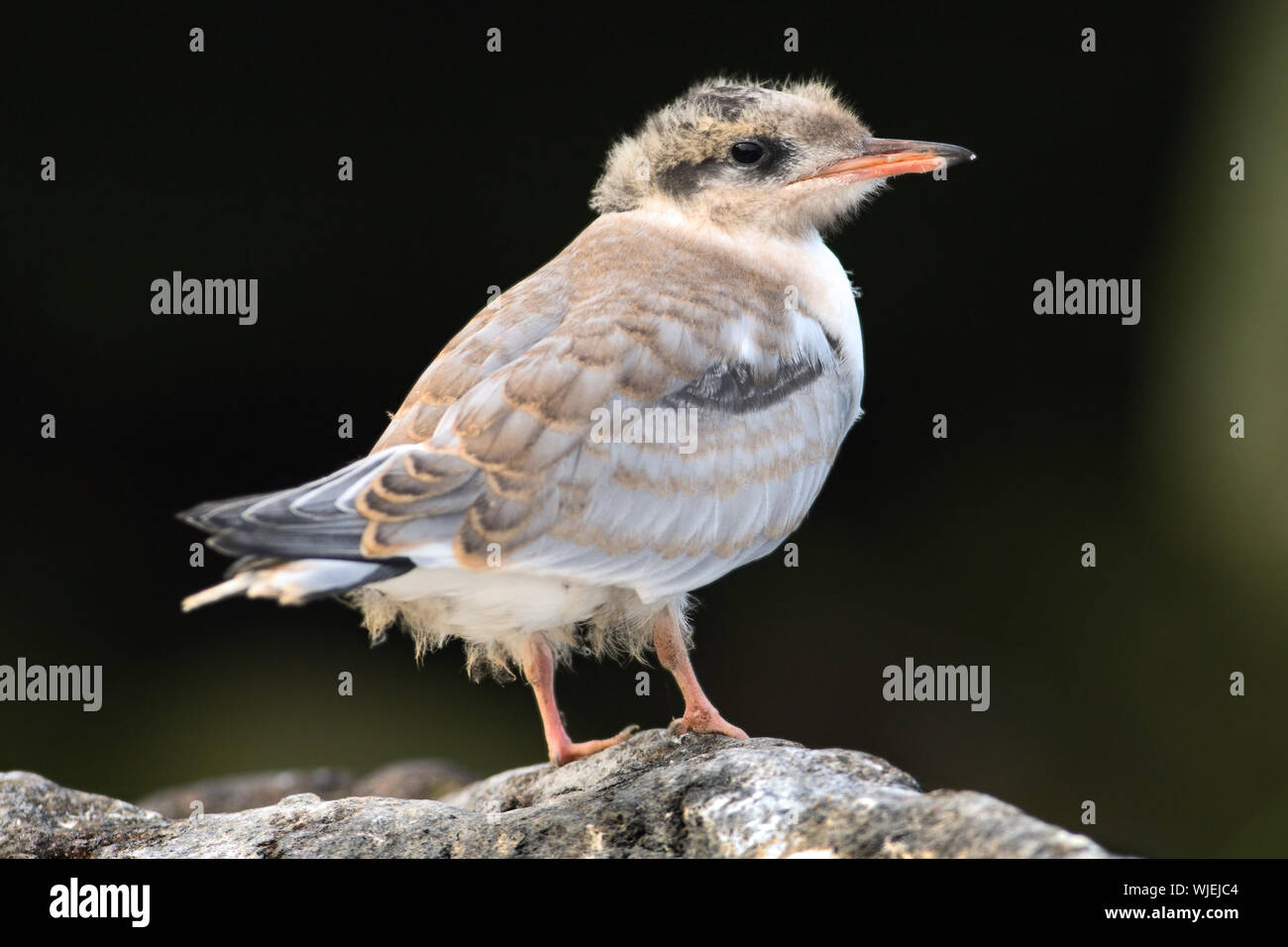 Baby bird of Common Tern./ The Common Tern (Sterna hirundo) is a ...