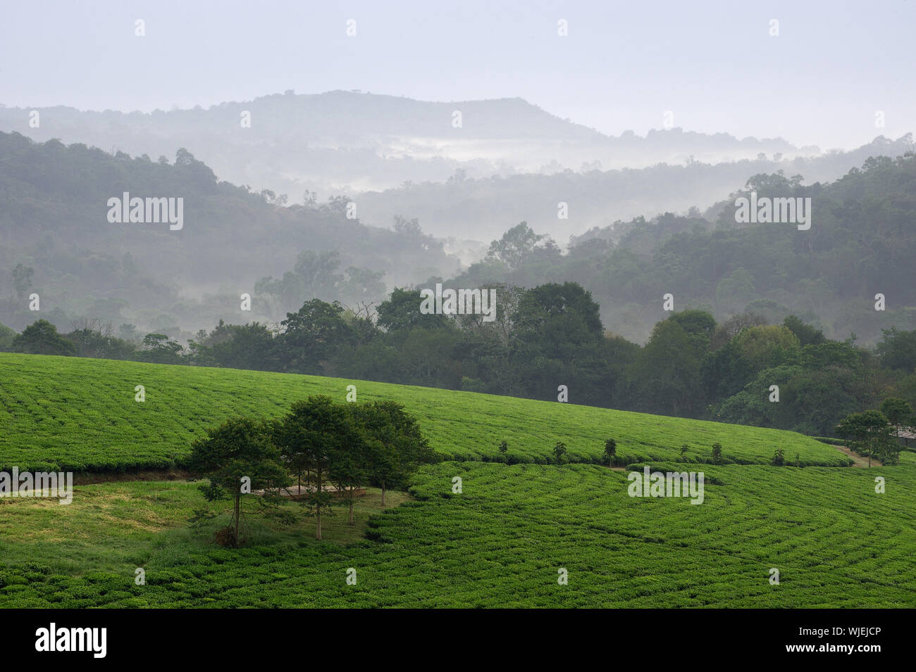 Tea plantations. Bwindi. Uganda. Africa Stock Photo - Alamy