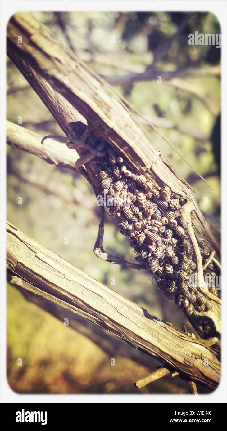 Dry insects hi-res stock photography and images - Alamy