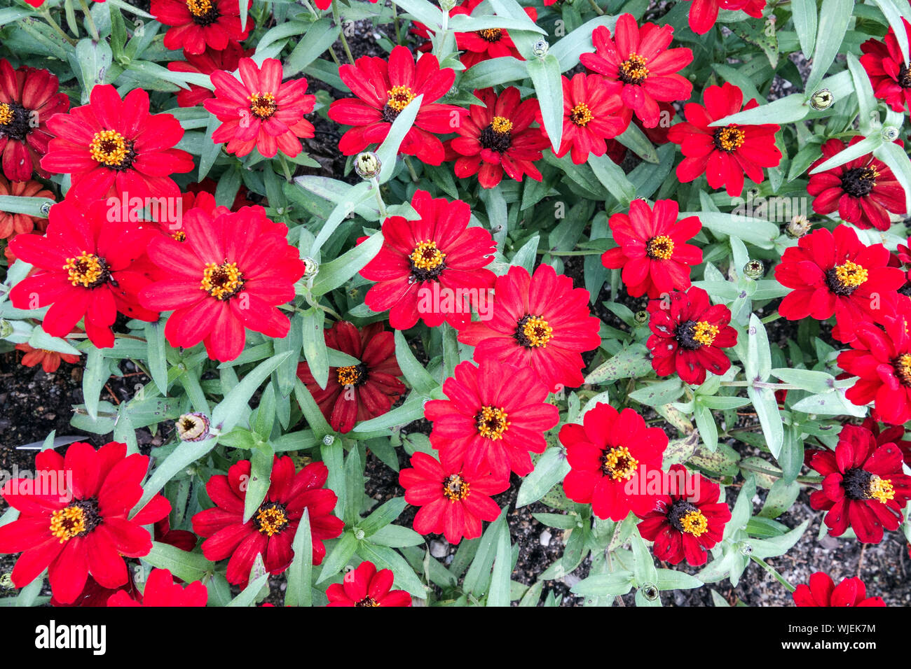 Zinnia "Profusion Red", Zinnias Stock Photo - Alamy