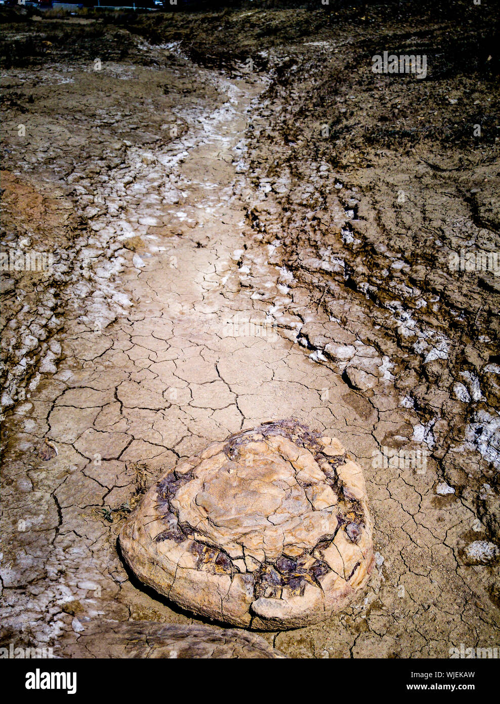Drought Mud Puddle High Resolution Stock Photography and Images - Alamy