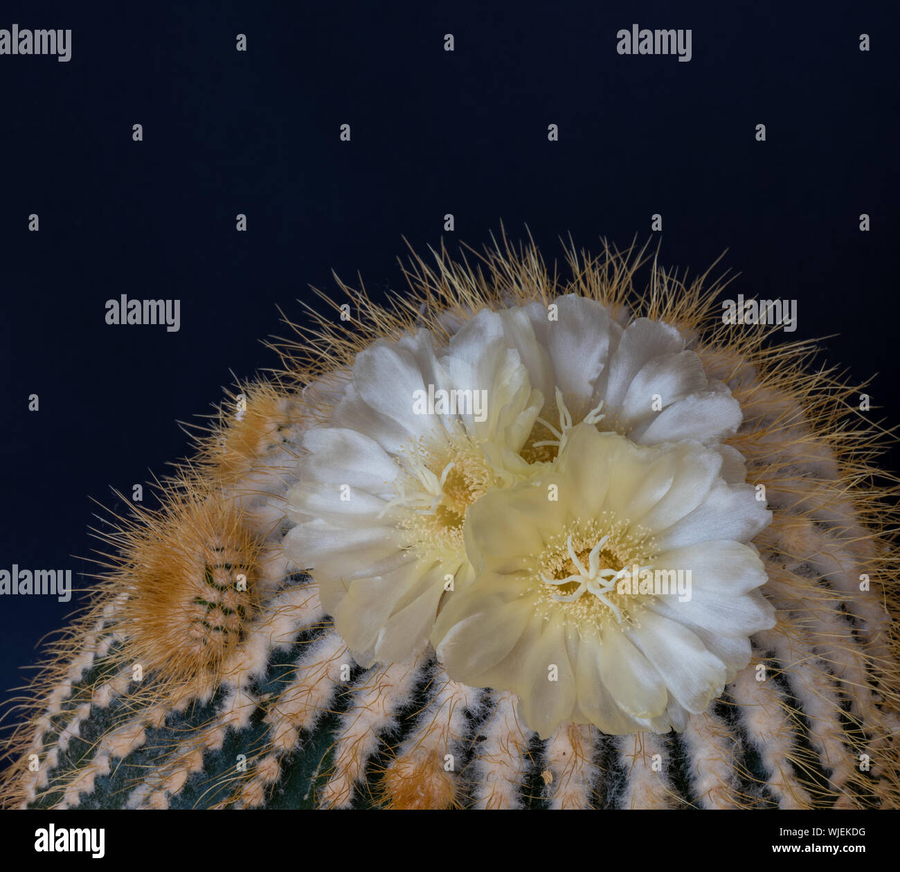 Flowering golden ball cactus with offsets, macro on blue background ...