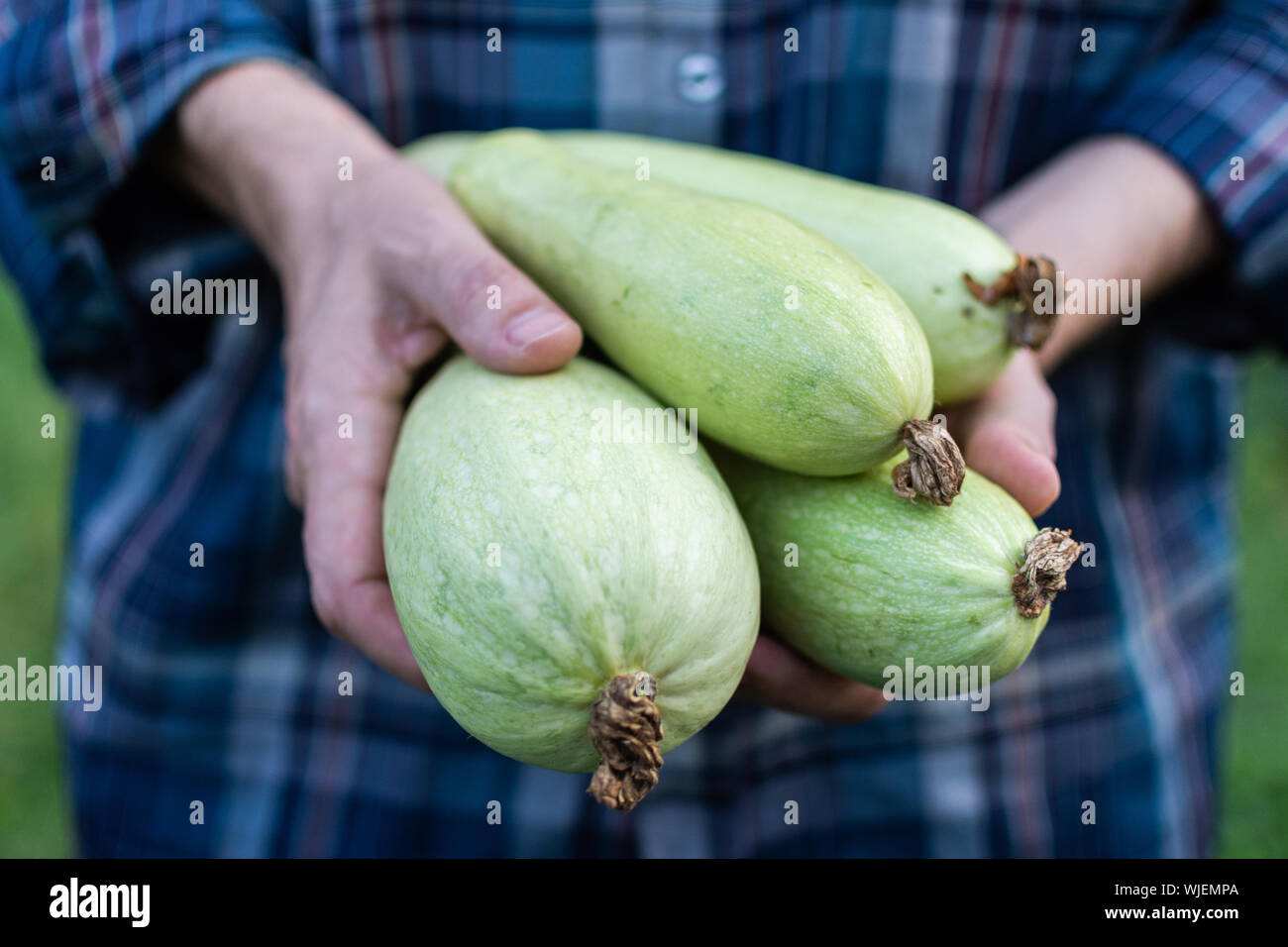 Farmer holds a fresh crop of zucchini in his hands, organic vegetables ...
